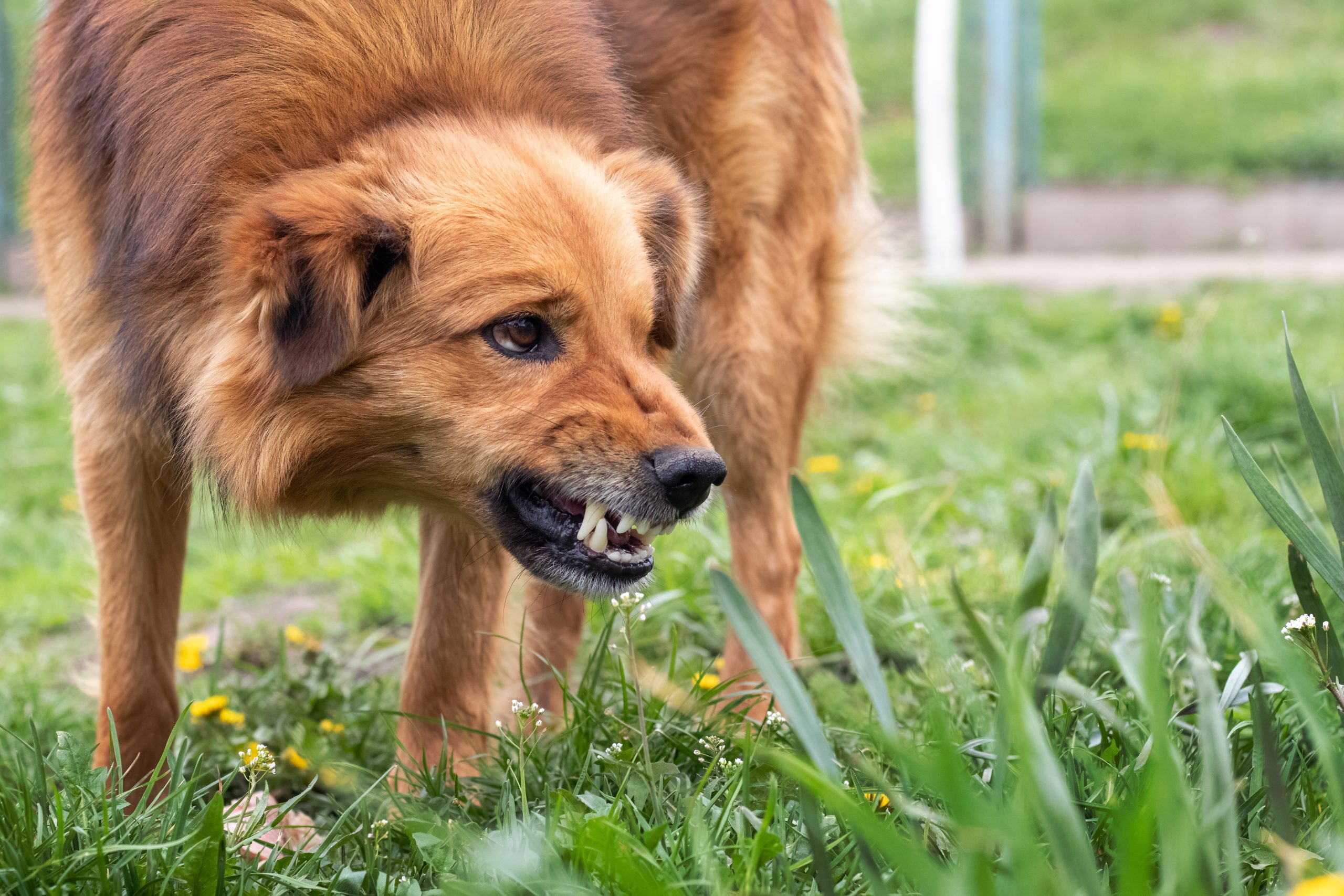 Dangerous Dogs: can the Court make a Dog Control Order ? | Quartz ...
